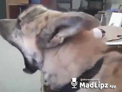 Perro amargado - YouTube