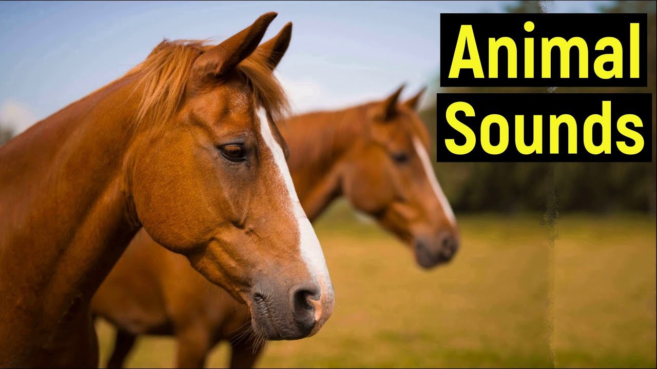 Animal sounds for kids- animal sounds - animal names and sounds - YouTube