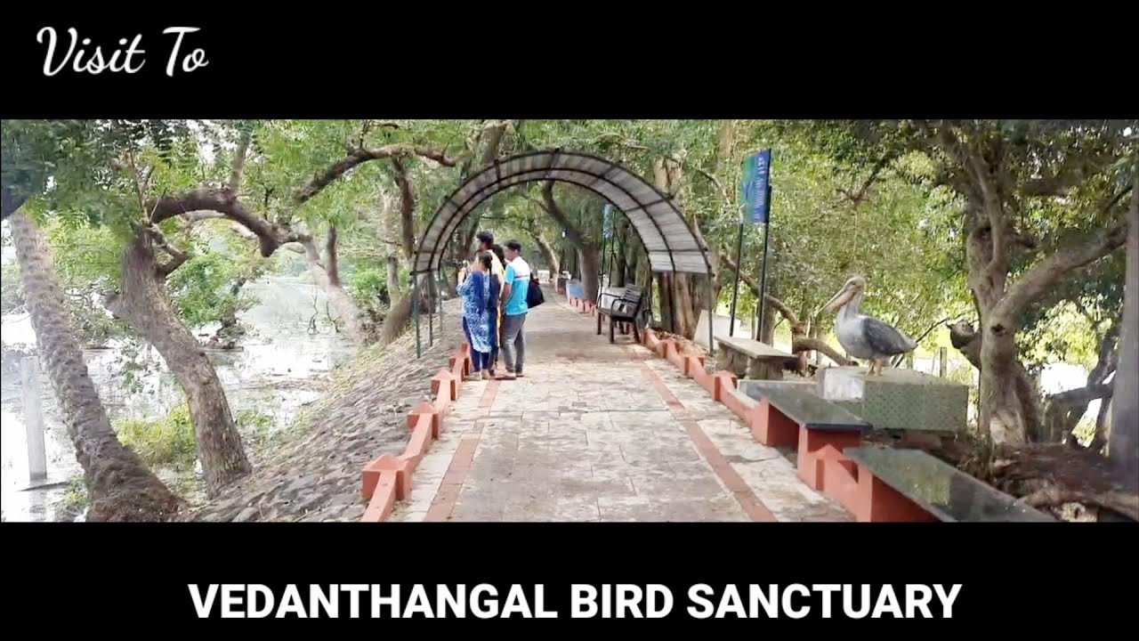 VEDANTHANGAL BIRD SANCTUARY - YouTube