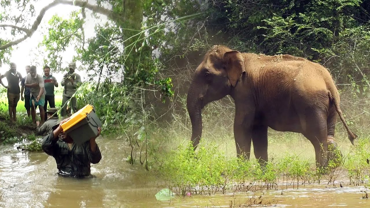 Wildlife officials treated the injured wild elephant above the front ...