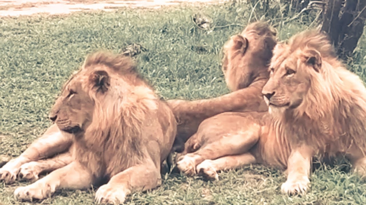 Monwana Male Lions (Mapoza Sons) in Western Sabi Sands | 13 January ...