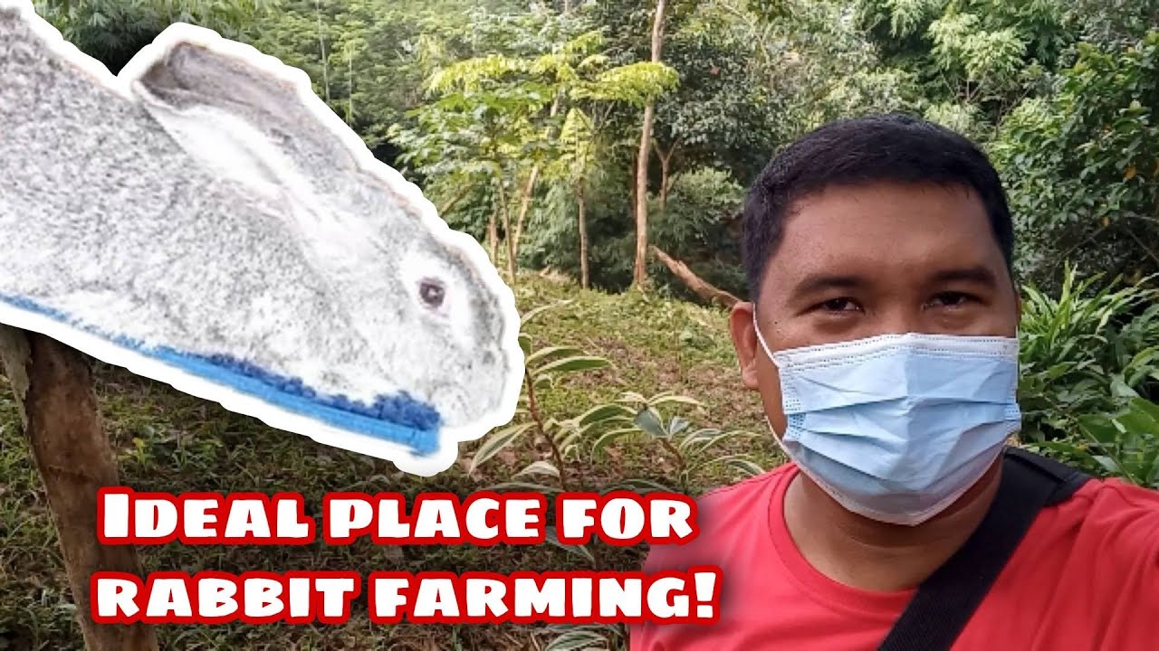 Rabbit Farming in the Philippines (Montalban Rabbit Raisers Association ...
