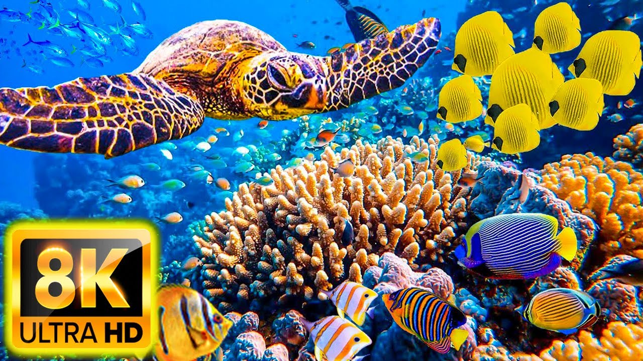 [NEW] 11H Stunning 8K Underwater Wonders - Relaxing Music | Coral Reefs ...
