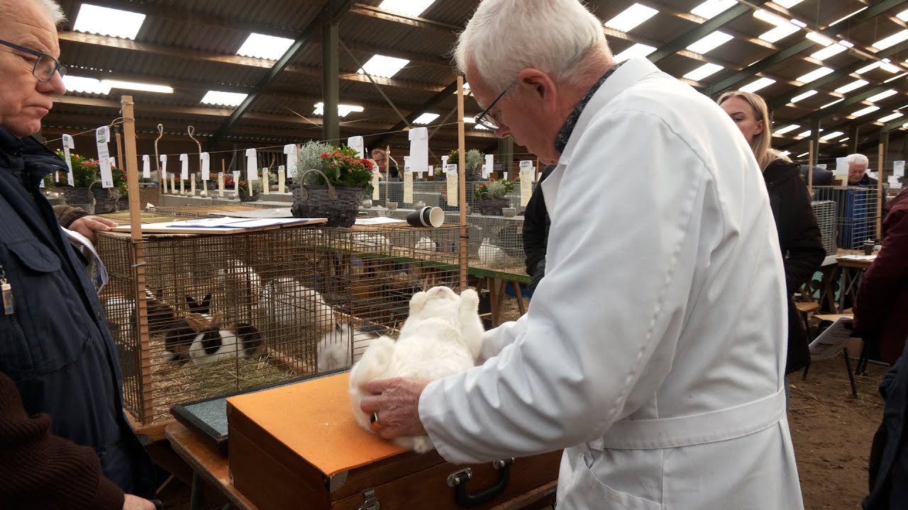 Fokkers laten hun prachtige konijnen en sierduiven keuren - YouTube