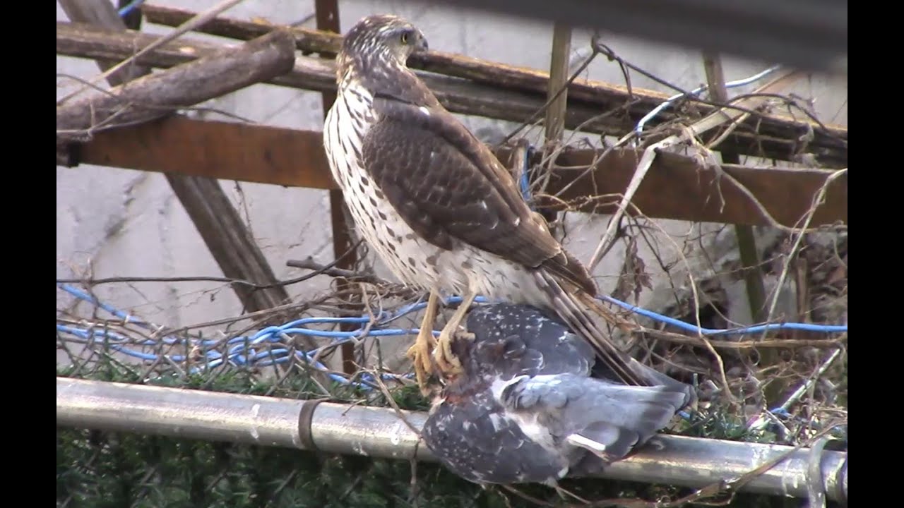 Red Tailed Hawk Kills And Flies off With Large Pigeon In South Brooklyn ...
