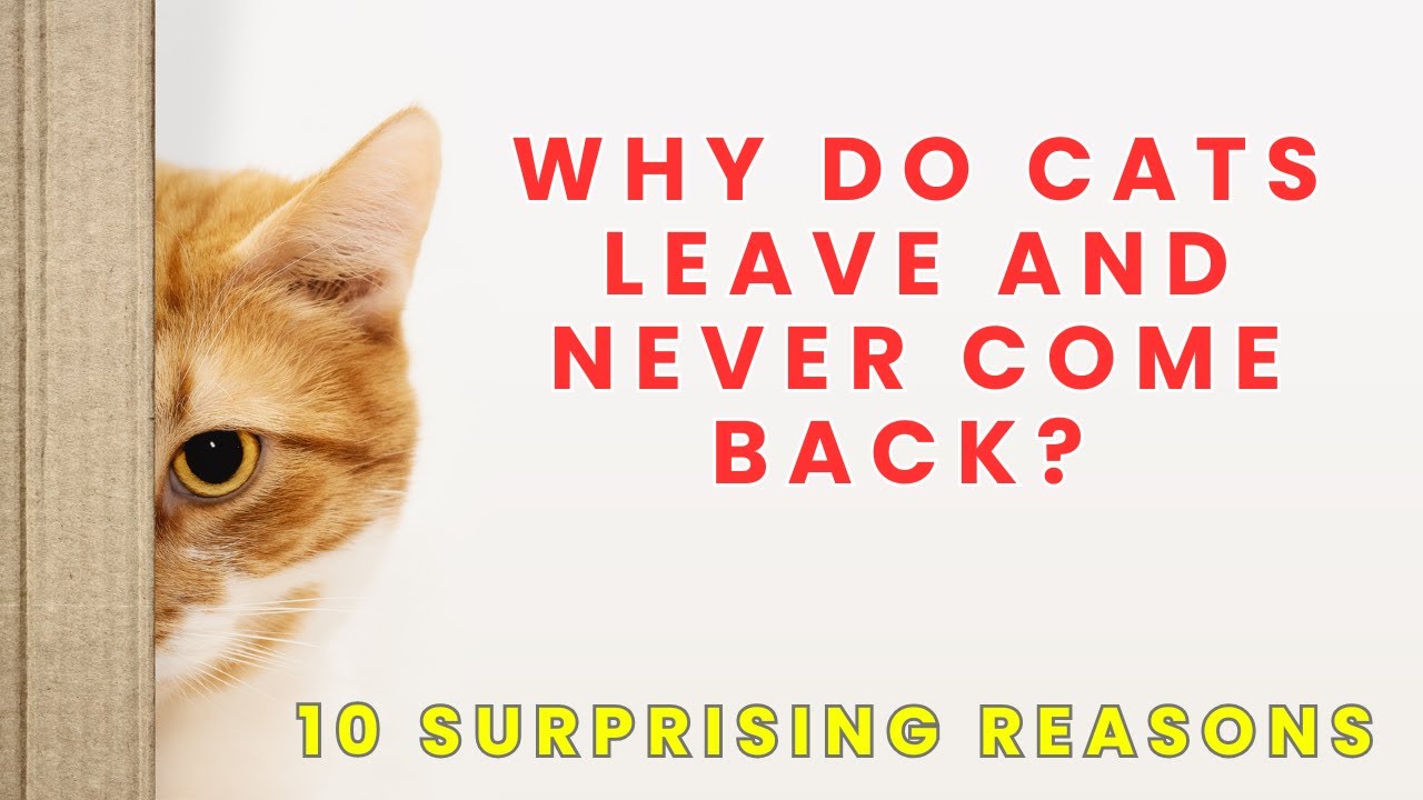 Why Do Cats Leave and Never Come Back? 10 Surprising Reasons 🐱 - YouTube