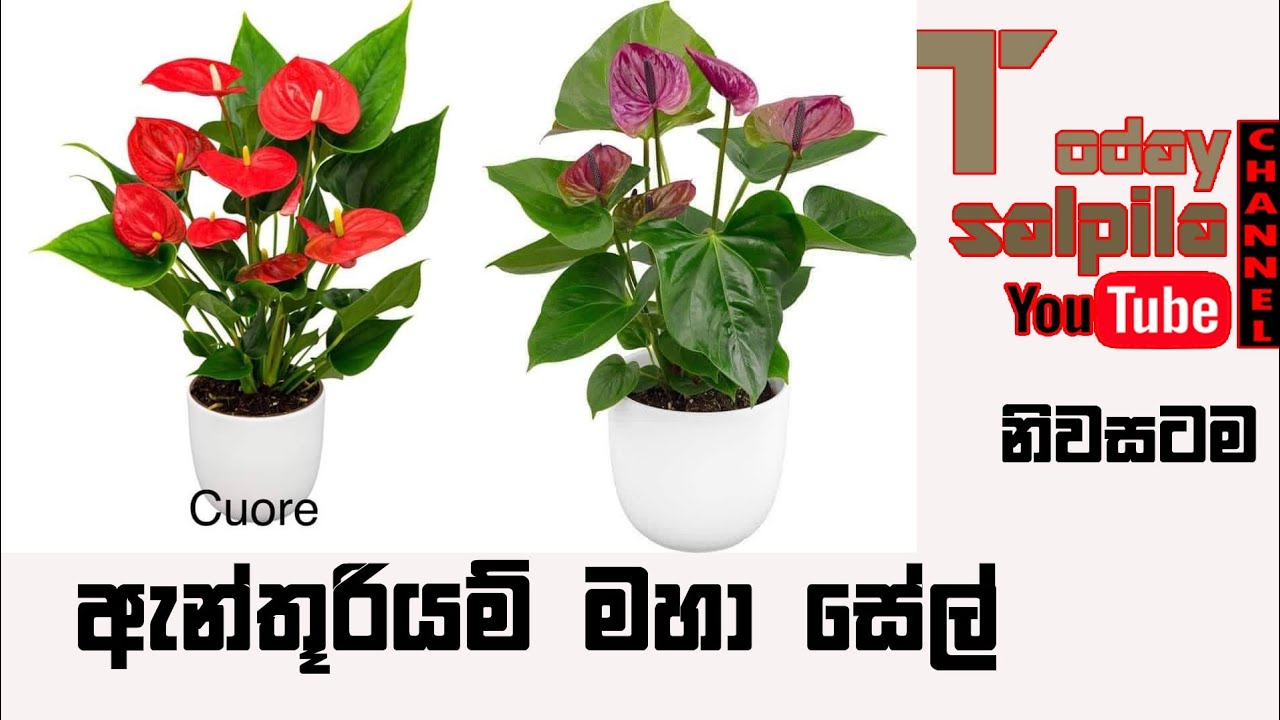 today salpila||online shopping|| ඇන්තුරියම් මහා සේල් මිල අඩුවෙන් ...