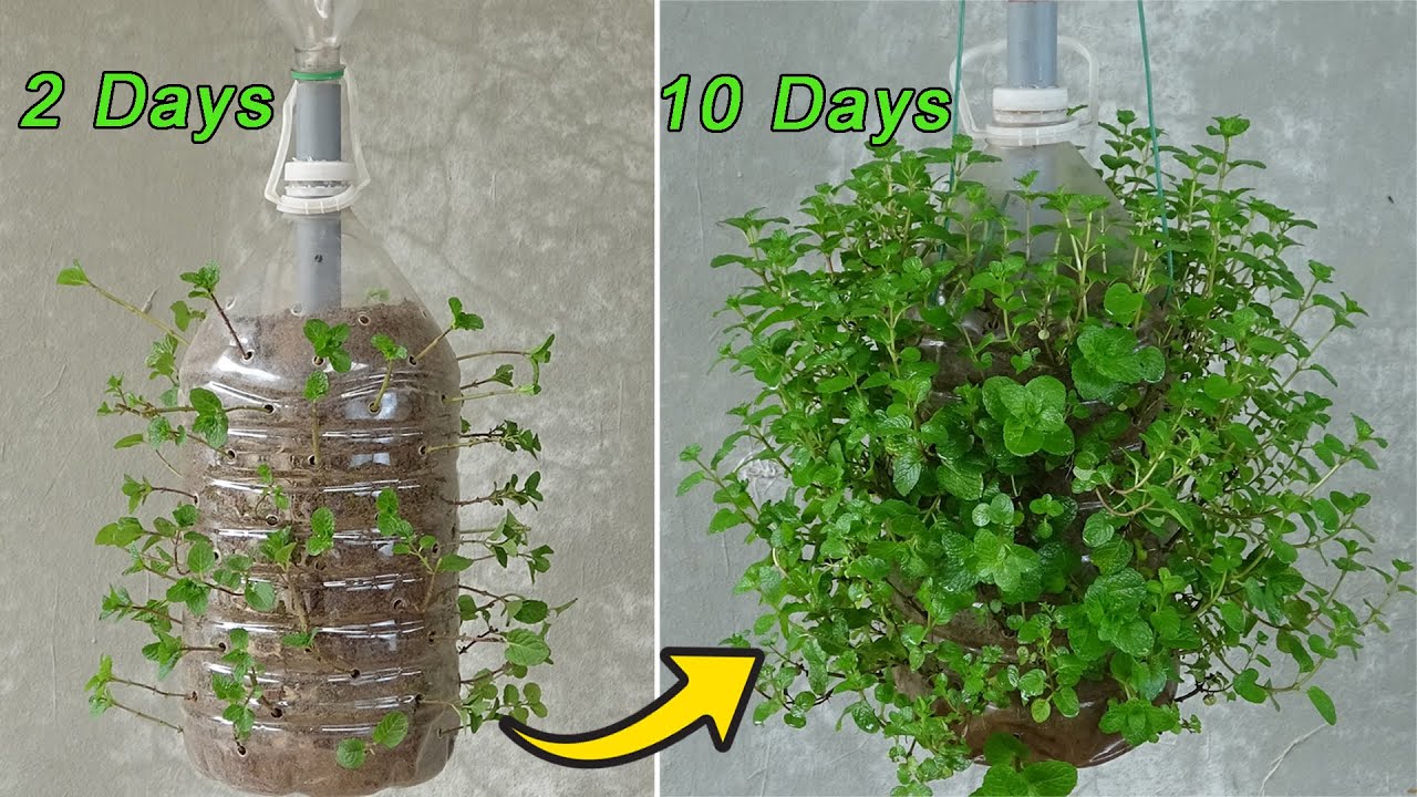 How to grow mint from stem in plastic bottles, Hanging Garden Ideas ...