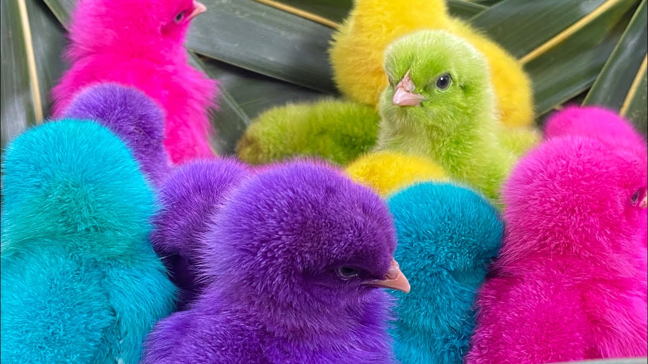 Catching Chickens Colorful, Rainbow Chickens, Cute Chickens,, Rabbit ...