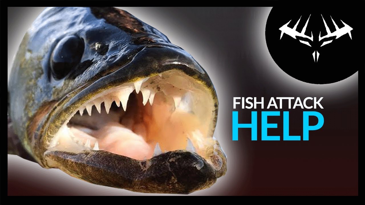 When Fish Attack Out Of Water - YouTube