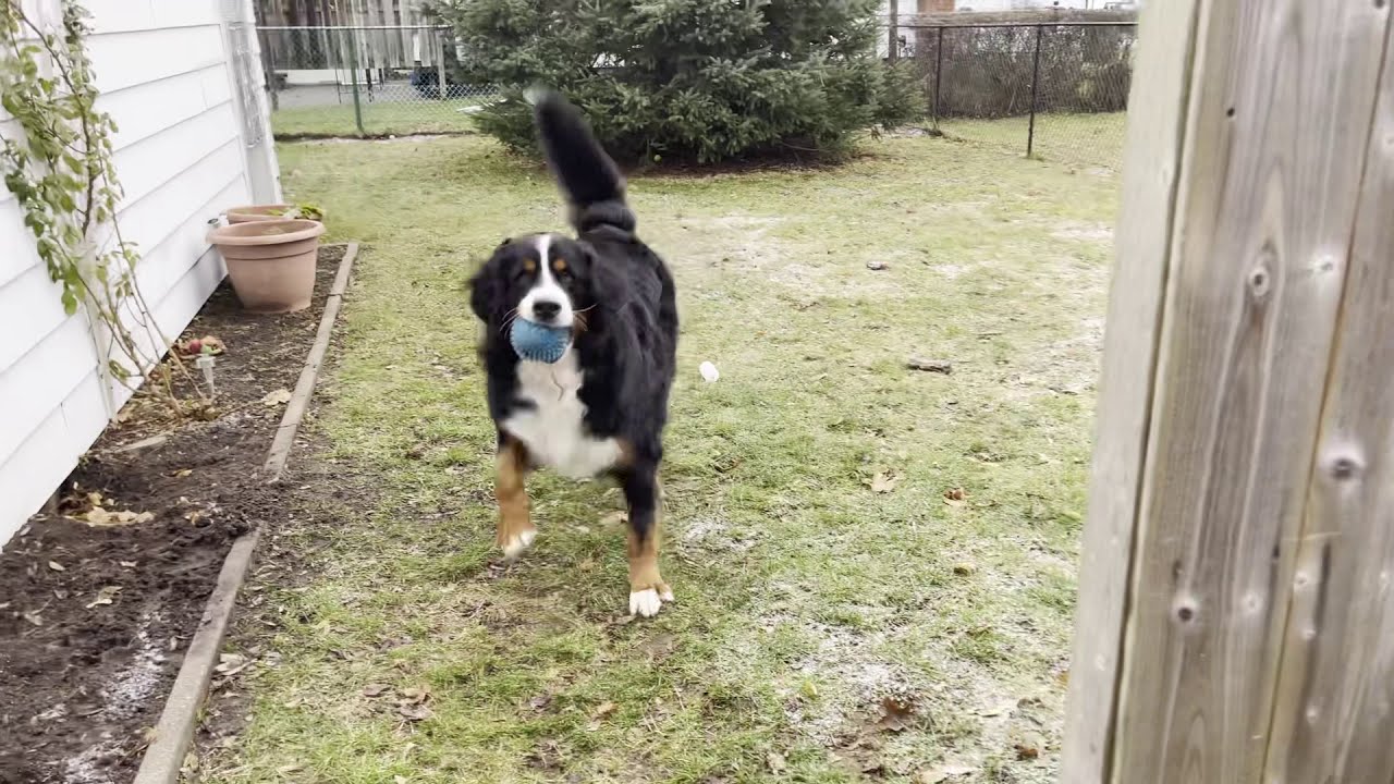 Snarly mountain dog... - YouTube