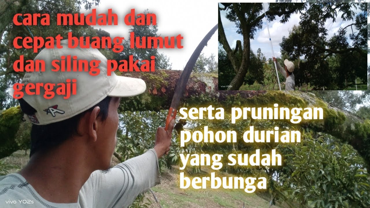 Penemuan mudah,cara buang siling dan lumut Pada pohon durian pakai ...