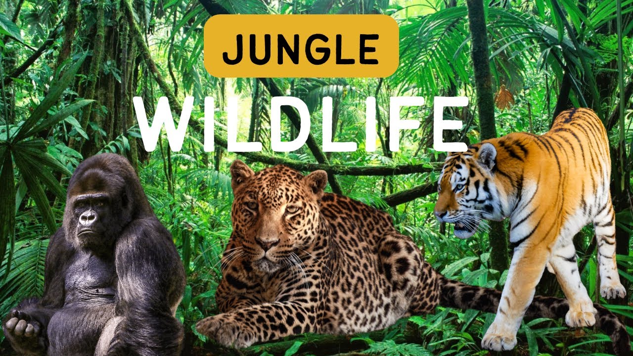 LEARN JUNGLE ANIMALS| Simple learning for kids. Learn about jungle ...