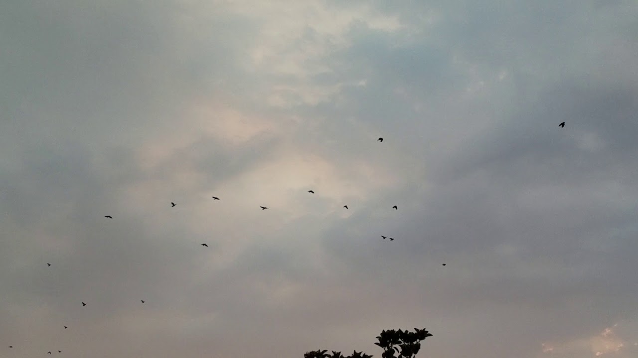 Counting Hundreds of Crows Flying Over Thousand Oaks in Mid-August 2018 ...