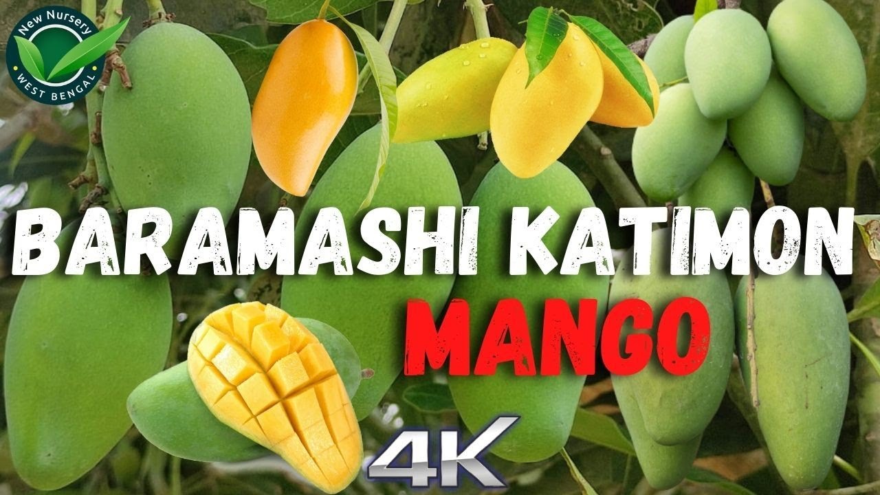 Thai Katimon Mango Farming | All Time Sweet Mango | थाई कैटिमोन मैंगो ...