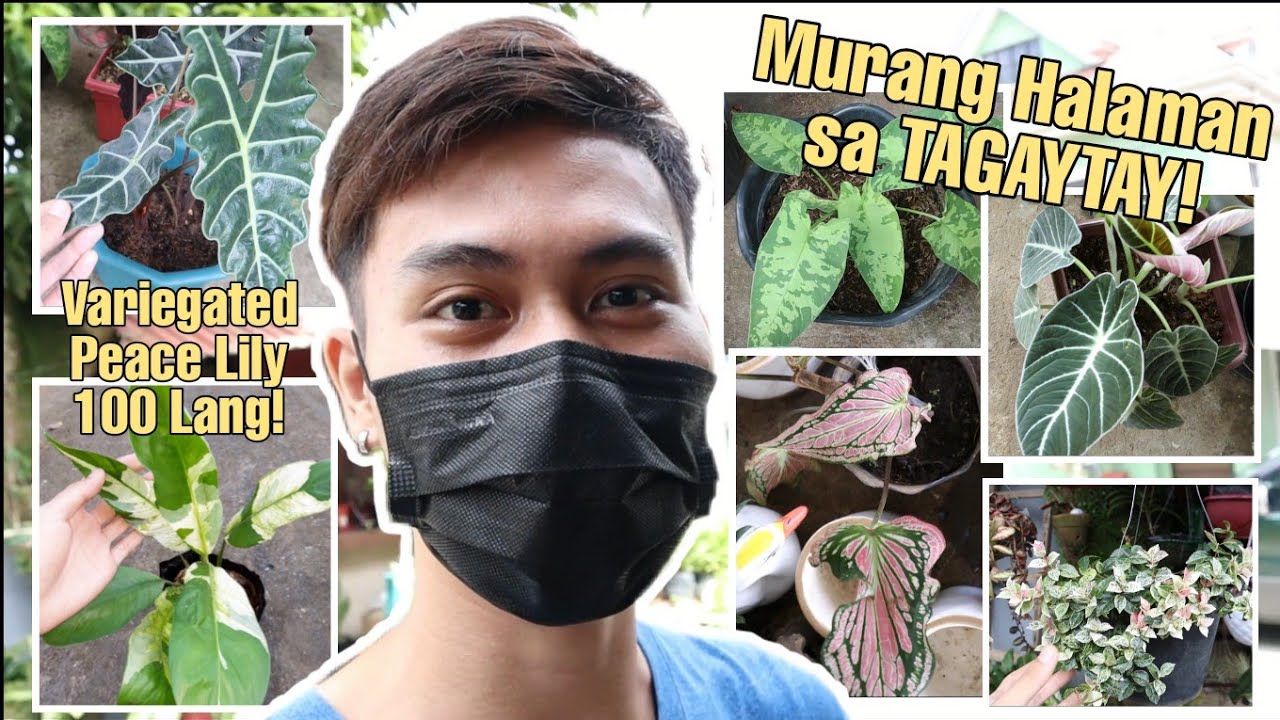 Murang Halaman sa Tagaytay! | Affordable Rare & Semi Rare Plants ...