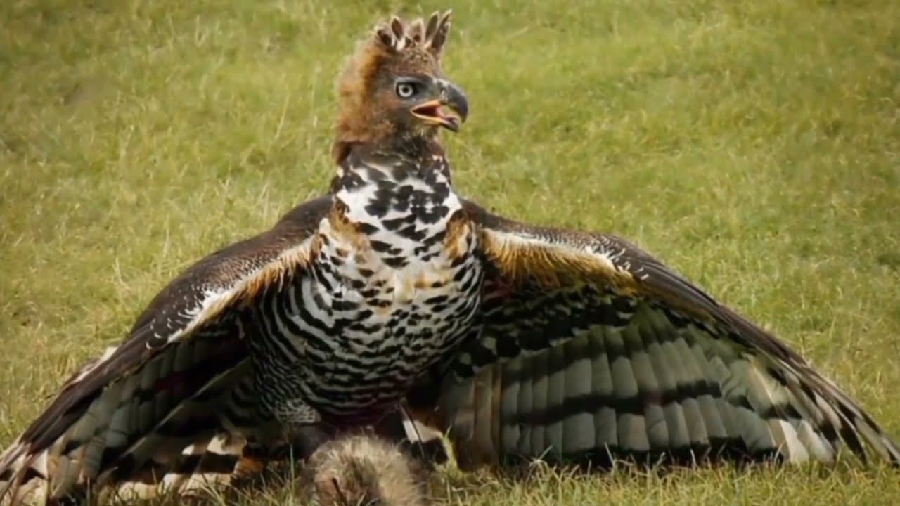 7 ATAQUES MAIS IMPRESSIONANTES DE ÁGUIA - YouTube