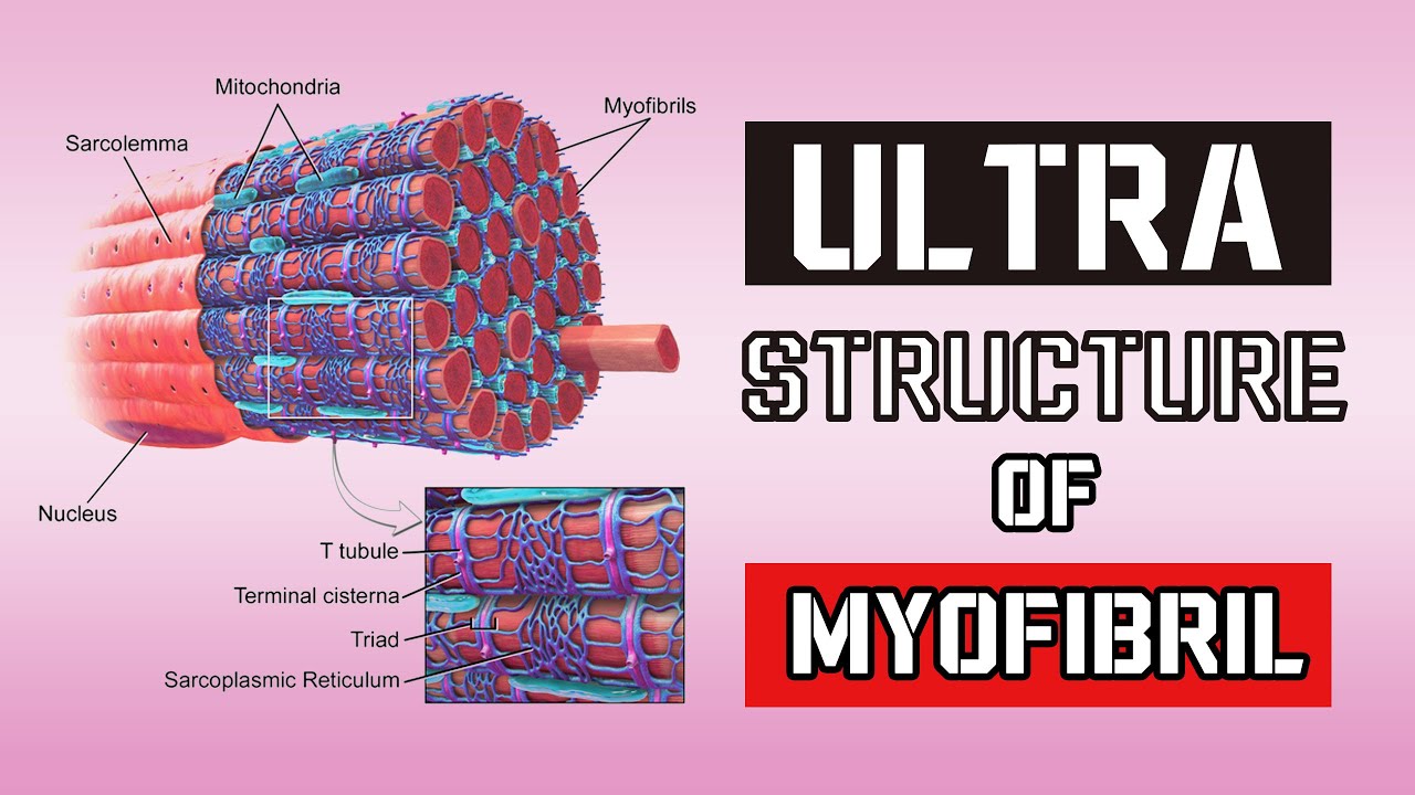 Ultra Structure of Myofibril | Hindi / Urdu - YouTube