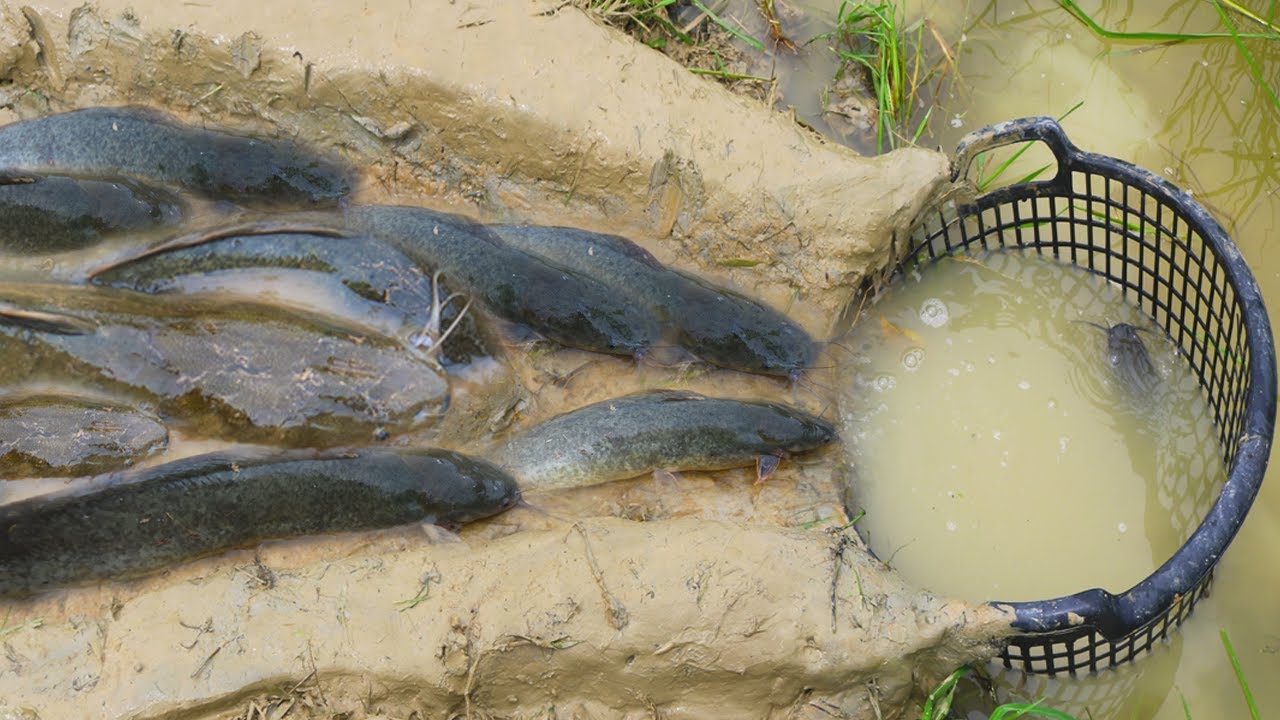 Modern countryside fishing traps! trap fish large scale of water! in a ...