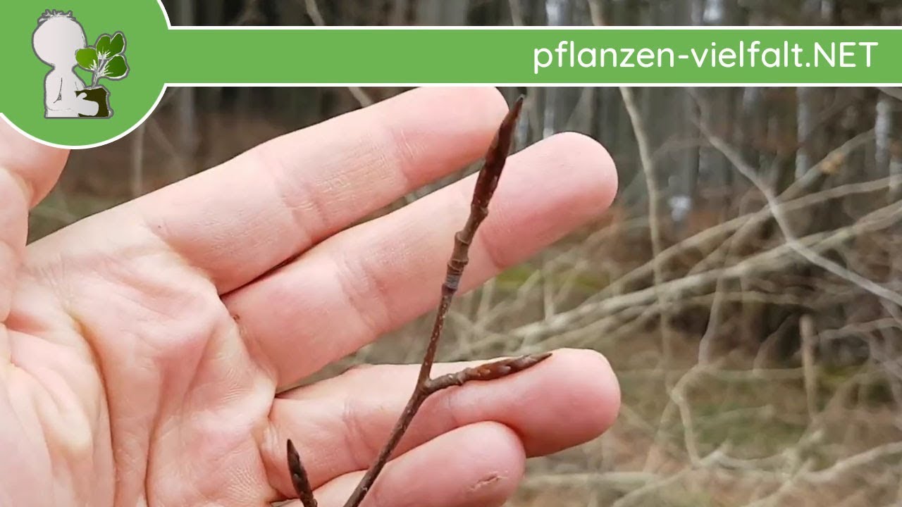 Rotbuche - Knospen - 11.03.18 (Fagus sylvatica) - Baum-/Strauch ...