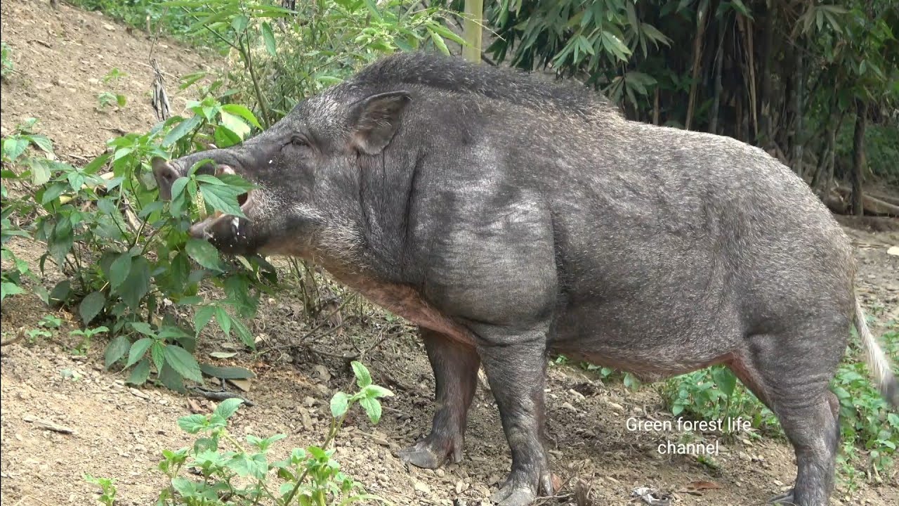 My biggest wild boar 150 kg I raised him. Weeding peanuts. Robert ...