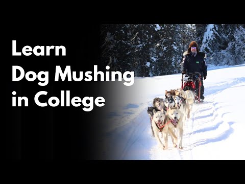 Learn Dog Mushing in College