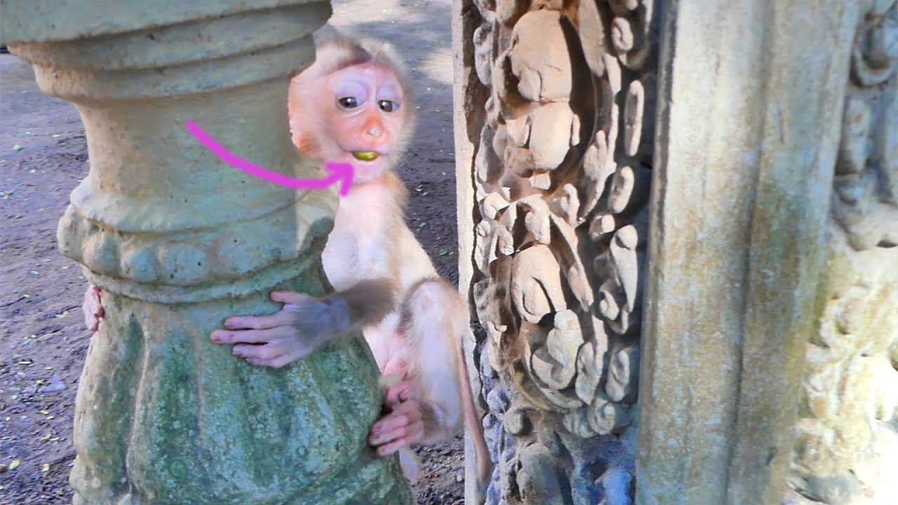 Wow...baby monkey MARK is strong to waiting his mom MILENA come back to ...