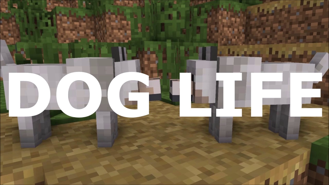 Dog Life | Minecraft Animation - YouTube