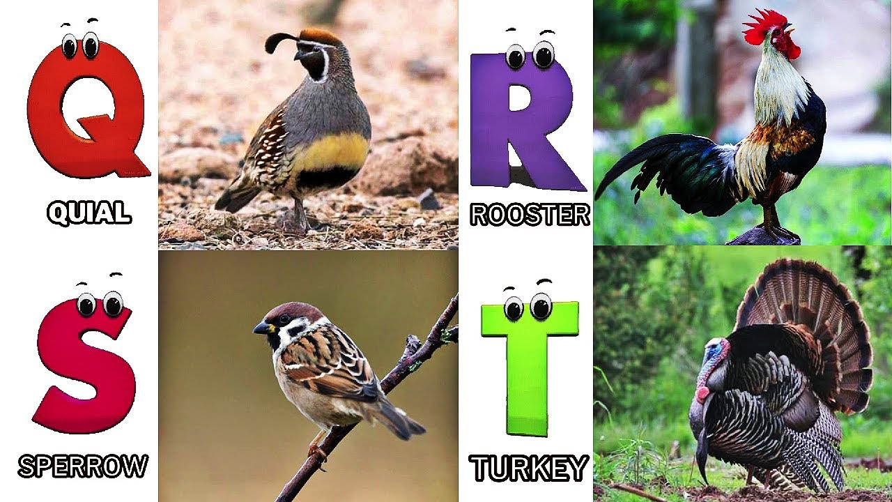 ABC Birds Song | Real Animals Song | Learn English, Alphabets and ...