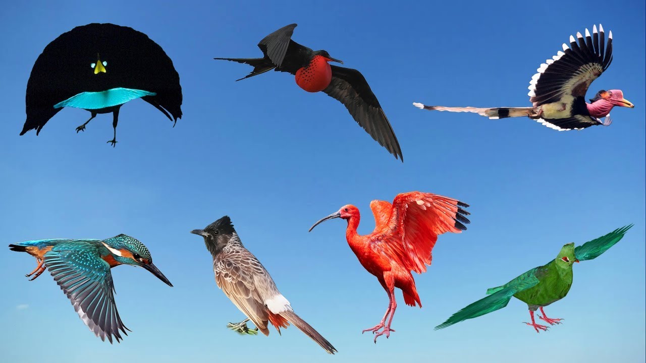 Puzzles for Kids to Learn Birds Best Learning Videos Educational Videos ...