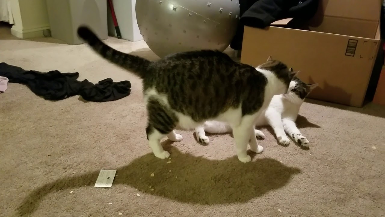 Spike and Gizmo play fighting - YouTube
