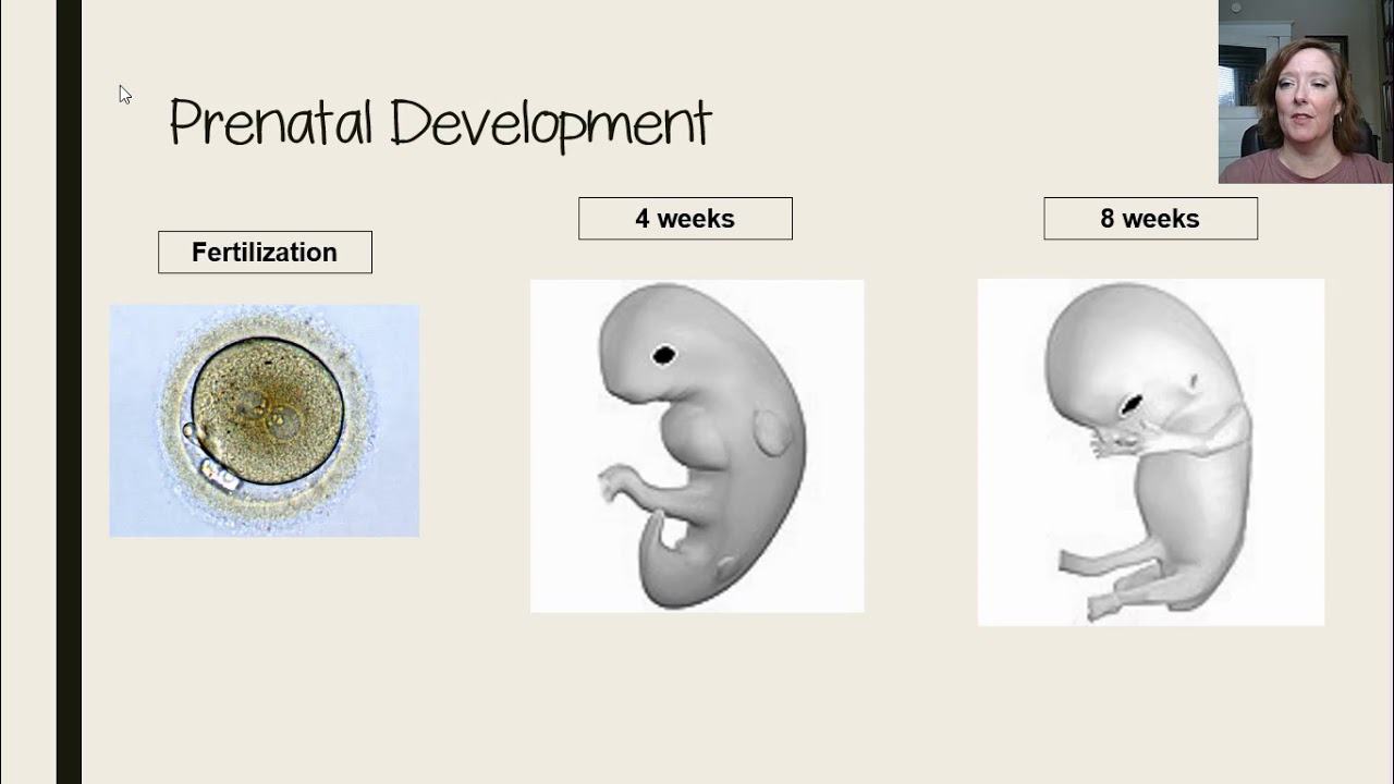 Prenatal and Newborn Development flipped video for AP Psychology by ...