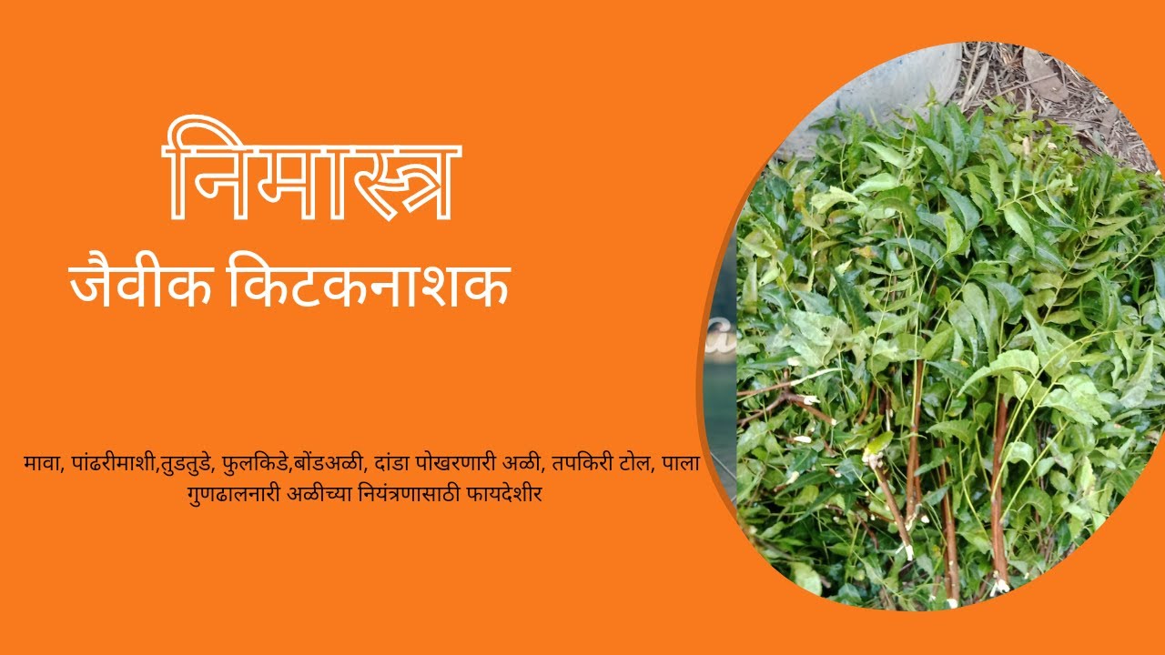 निमास्त्र बनवण्याची पद्धत व फायदे | How to Make Nimastra - YouTube