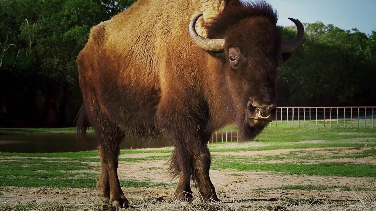 May 9 Declared as Mo the Buffalo Day - YouTube