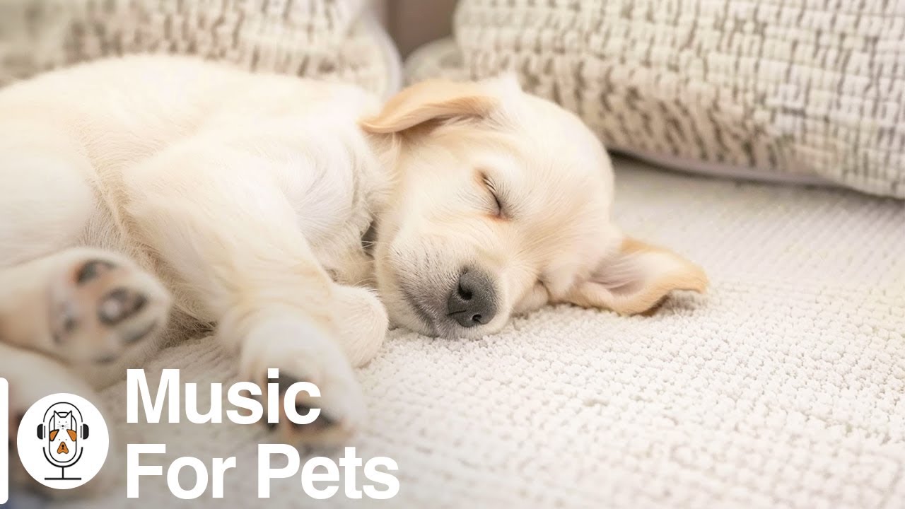 Soothing Music for Dogs to Calm Down, Relax & Sleep🐶Dogs Music Therapy ...