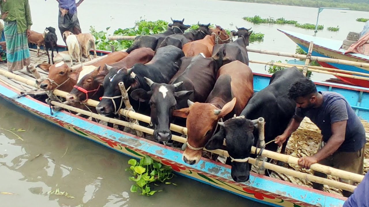 cow unloading | cow videos | caw | cow ki video | big cow farm | cow ...