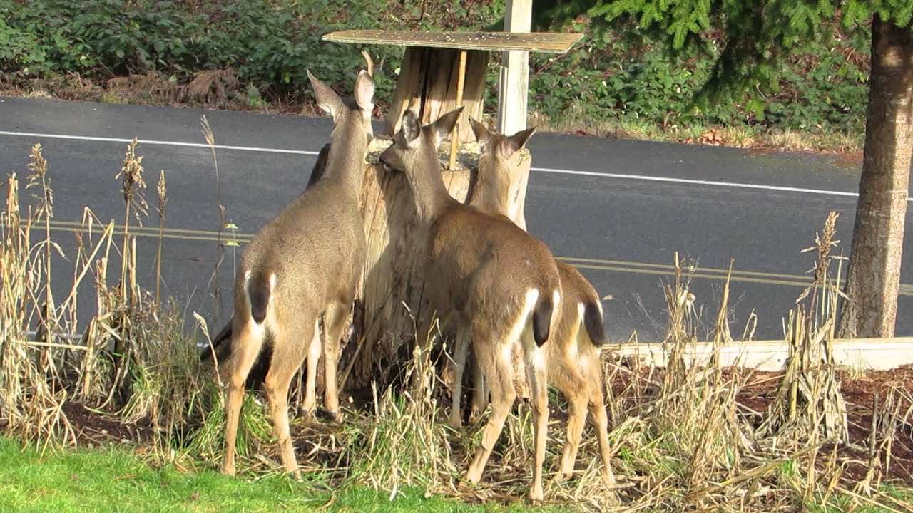 01/21/15 RHM Black-Tailed Deer @ Bird-Feeder (Stump) MVI 7173 - YouTube