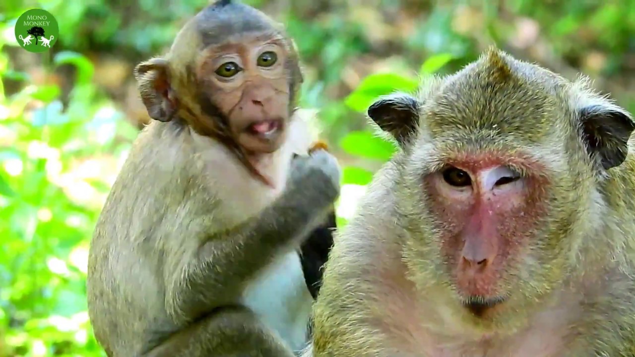 Excellence Life Of Comedy Baby ST1500 Mono Monkey - YouTube