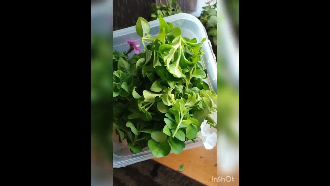 Тайдал Вейв Ред Велюр, вырастила из семечка, пора черенковать - YouTube