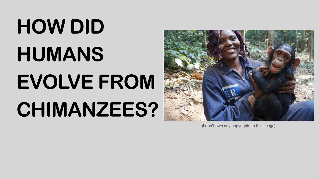 Human evolution || Ancient India || Upinder singh - YouTube