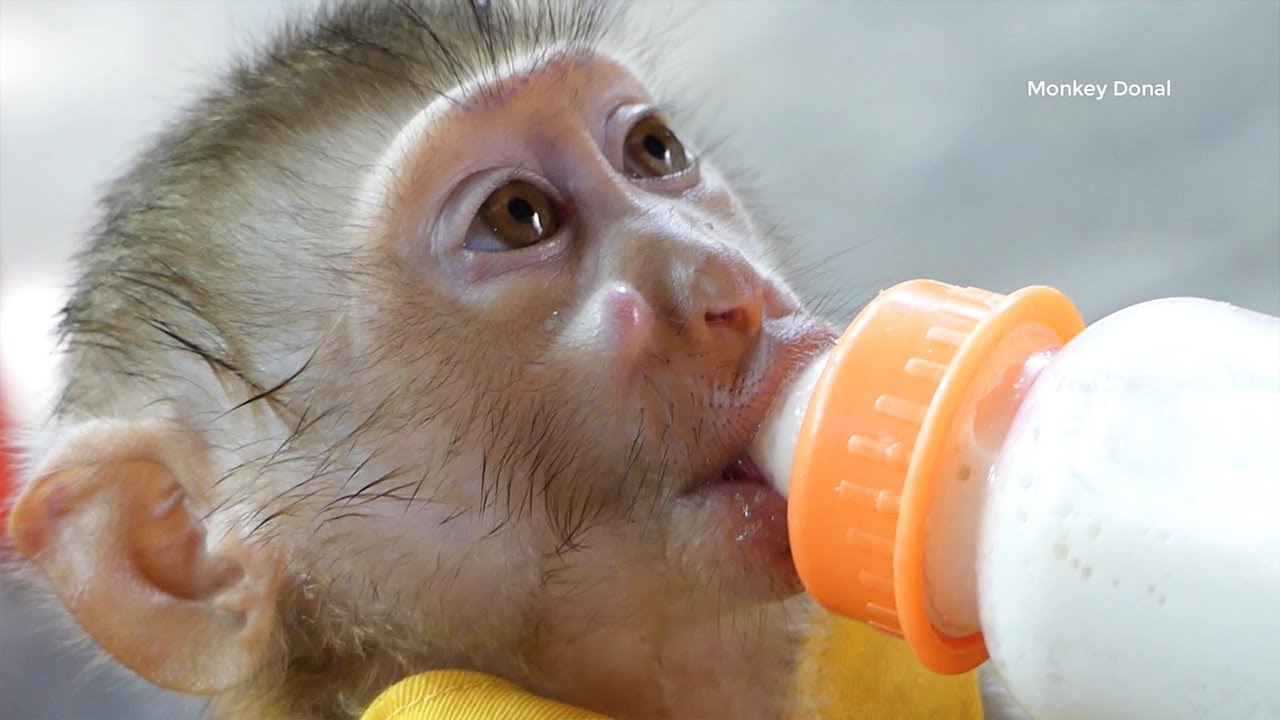 Pity Baby Monkey Donal Got Absces On Face - YouTube