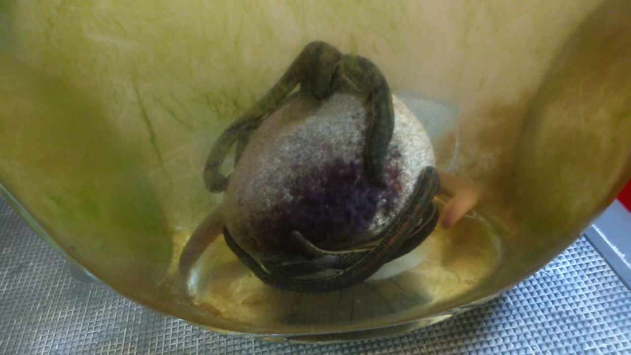 leech feeding experiment : a worm - YouTube