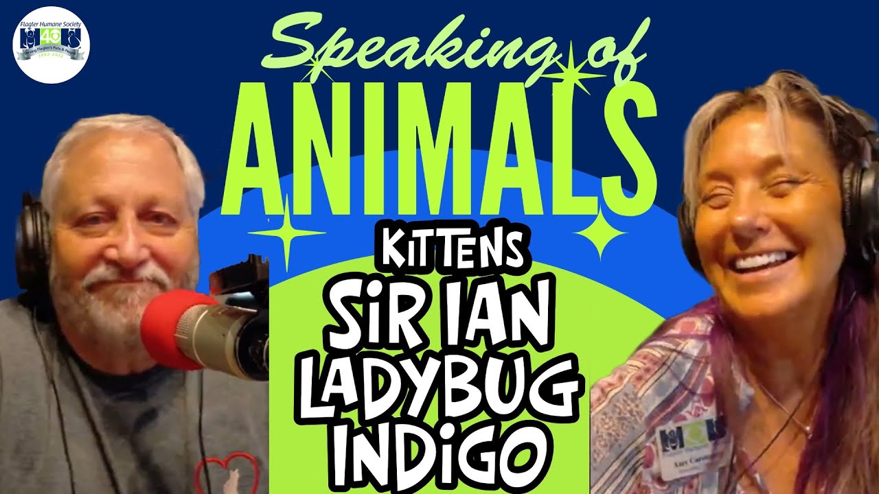 Speaking Of Animals- Everyday Life of Cat Daddy Jeff: Pop-Up Cat Café ...