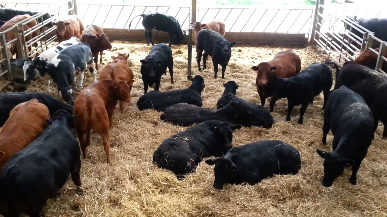 Cows mooing - YouTube