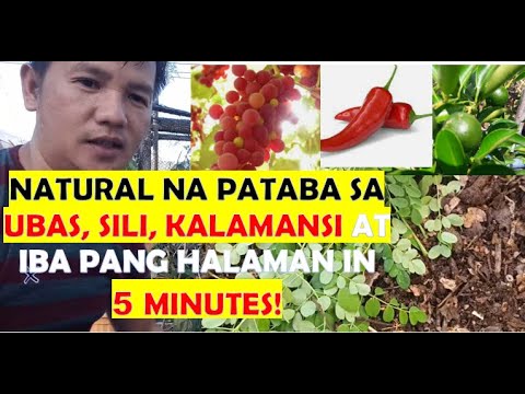 Mabilis na Paggawa ng Natural Na Fertilizer Para Sa Ubas, Sili at ...