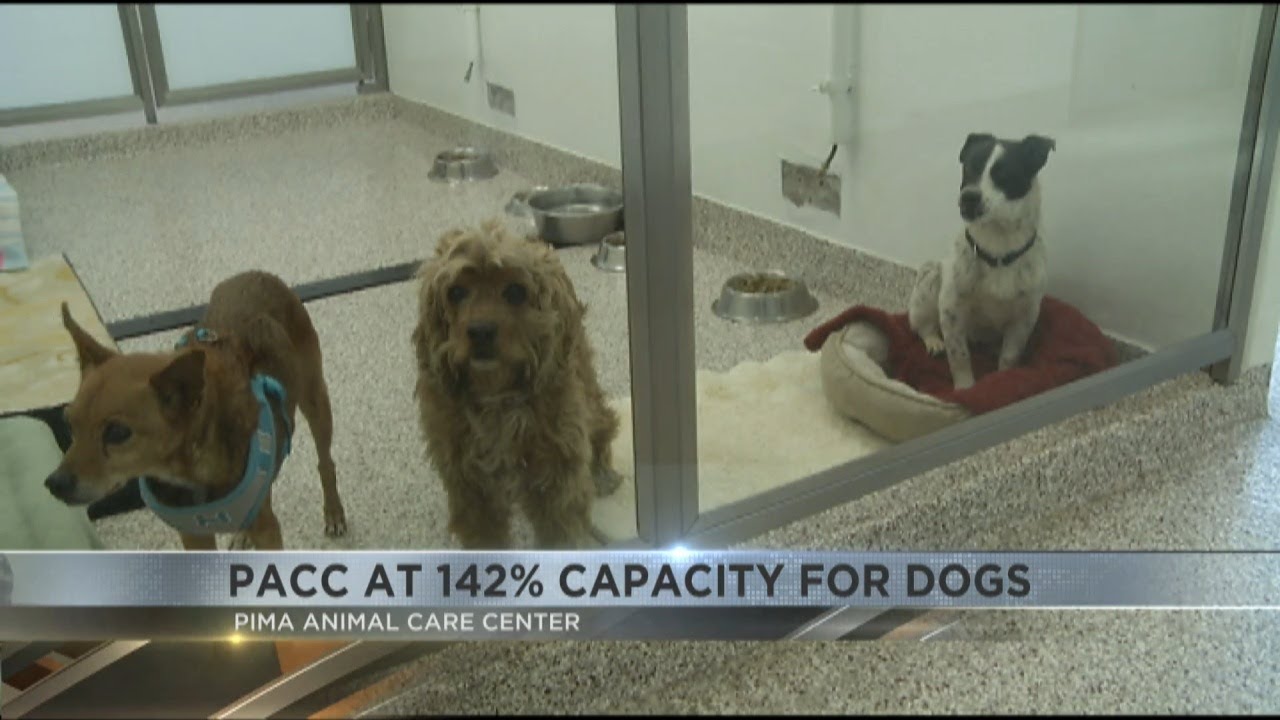 With over 550 dogs, PACC searching for emergency fosters and adopters ...