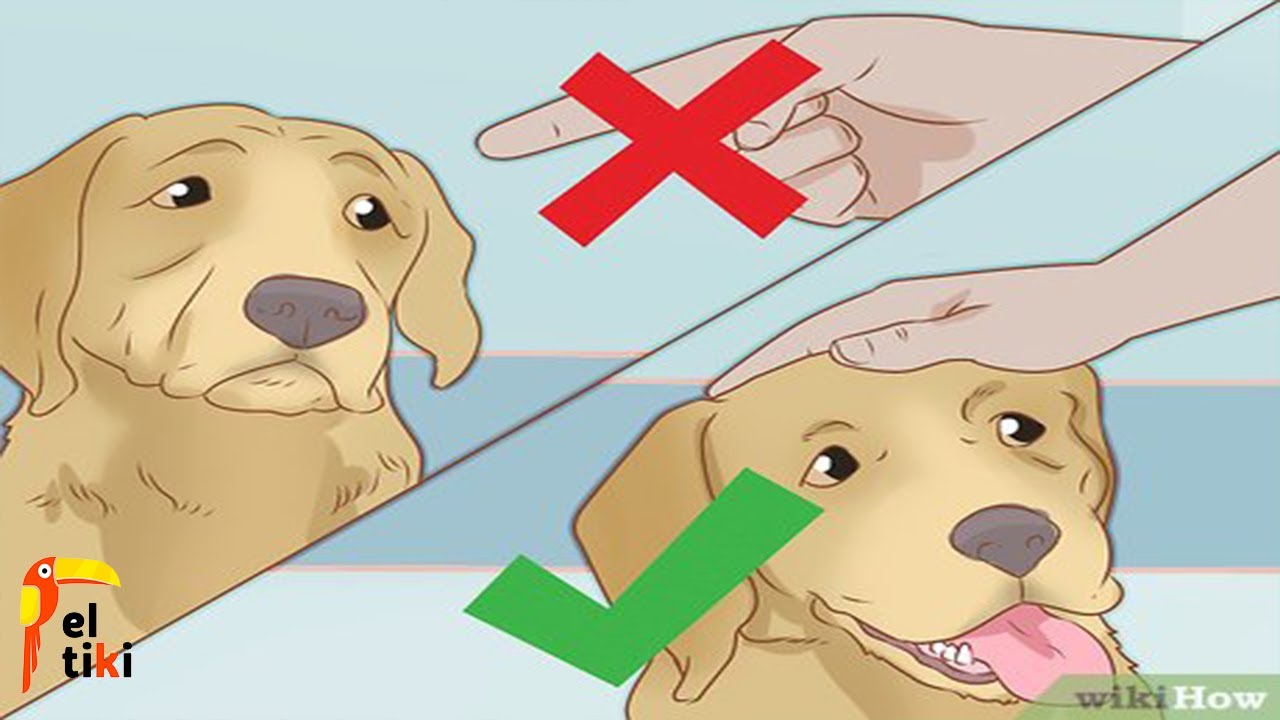 Como cuidar a un PERRO🐾Tips y cuidados Basicos para nuestras MASCOTAS ...