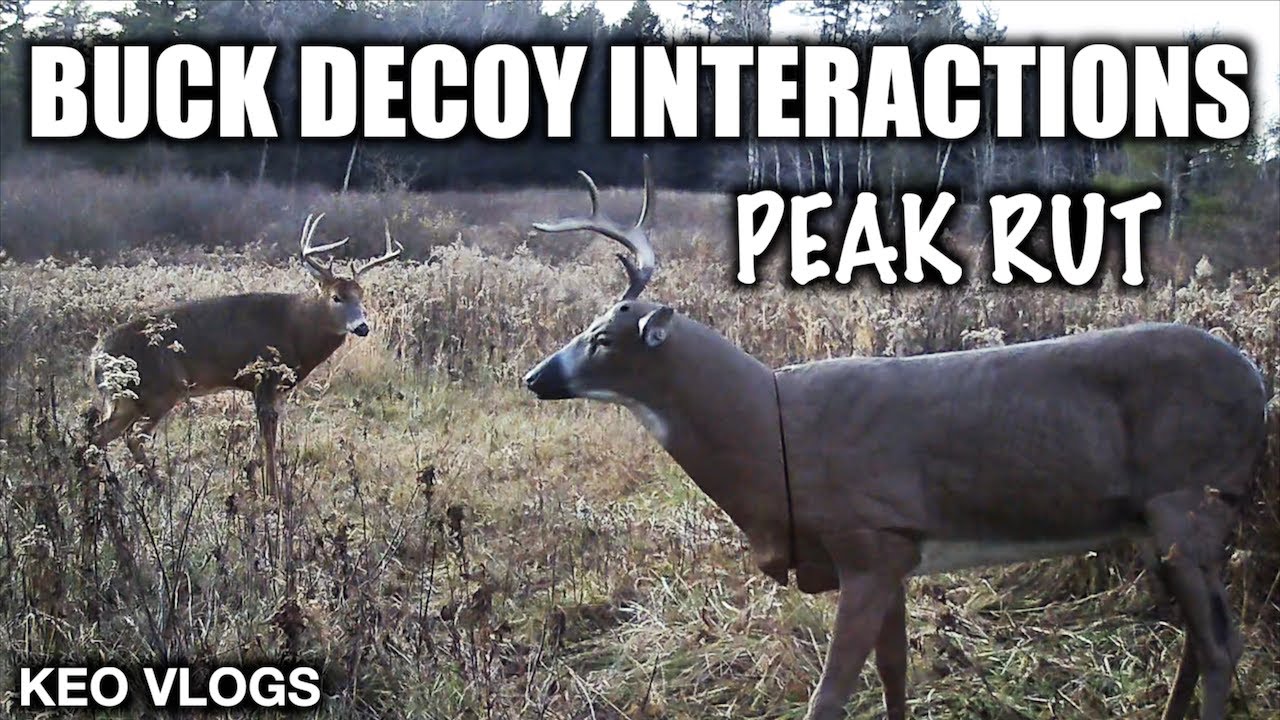 Buck Decoy Interactions - YouTube