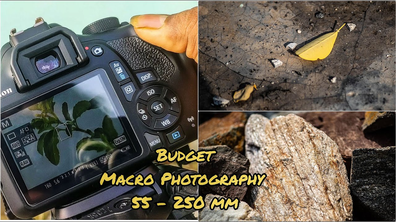 How to do Macro Photography without Macro Lens | Budget Macro ...