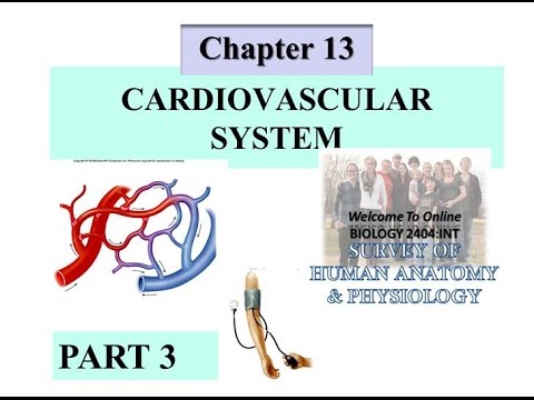 BIOL2404 Chapter 13 Cardiovascular System, Part 3 - YouTube